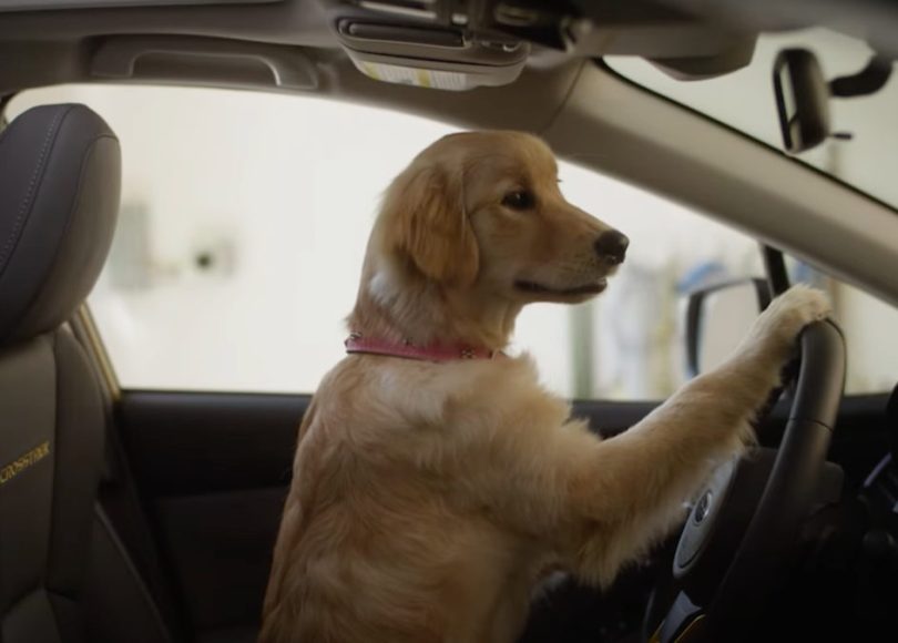 People are crazy about the 2023 Subaru commercial with dogs - Auralcrave