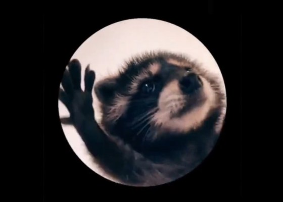 "Pedro Pedro Pedro," the TikTok raccoon & original song - Auralcrave