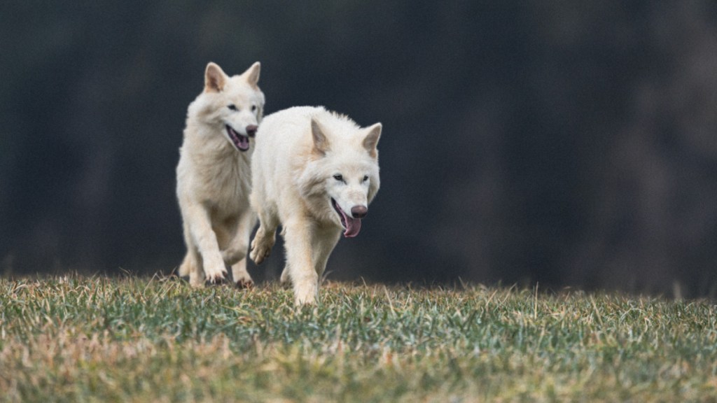 Inside the 2,000-Acre Home of Colossal's De-Extinct Dire Wolves ...